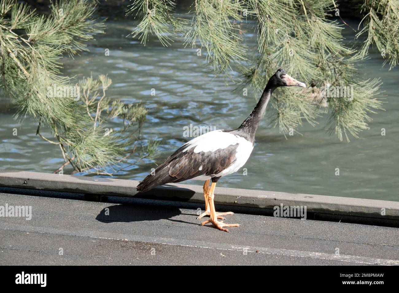 the magpie goose is a black and white goose with orage legs Stock Photo ...
