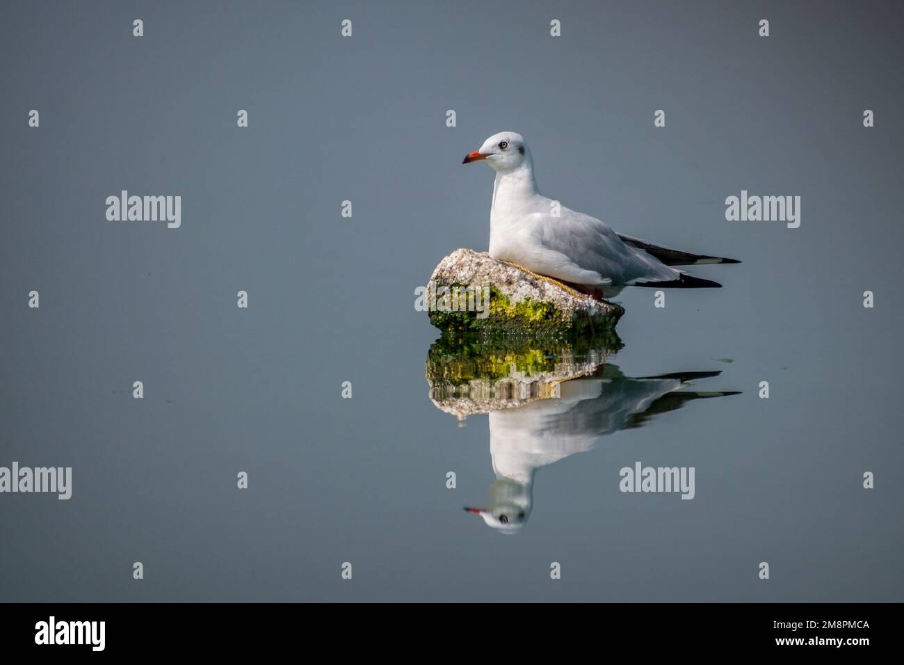 A Black-headed Gull perched on a rock with its reflection in water at ...