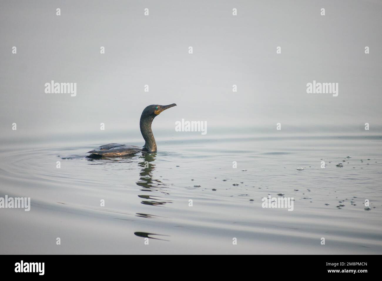 An Indian Cormorant swimming in water on the backwaters of Ujani dam at ...