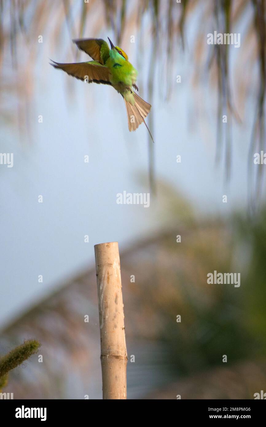 A Green Bee-eater flying from a bamboo stick at Bhigwan Bird Sanctuary ...