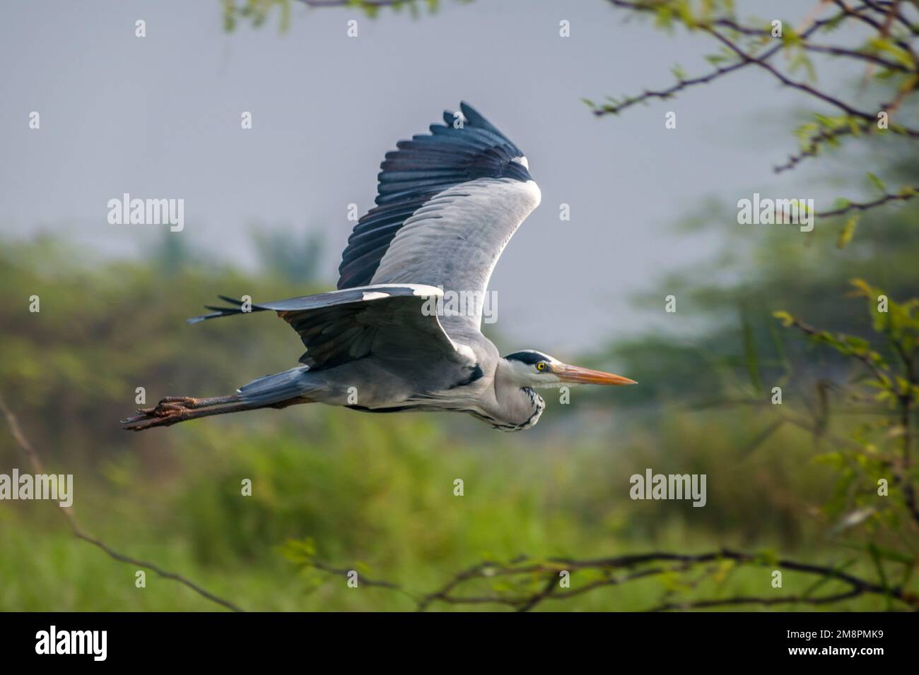 A Grey Heron flying against a green field background at Bhigwan Bird ...
