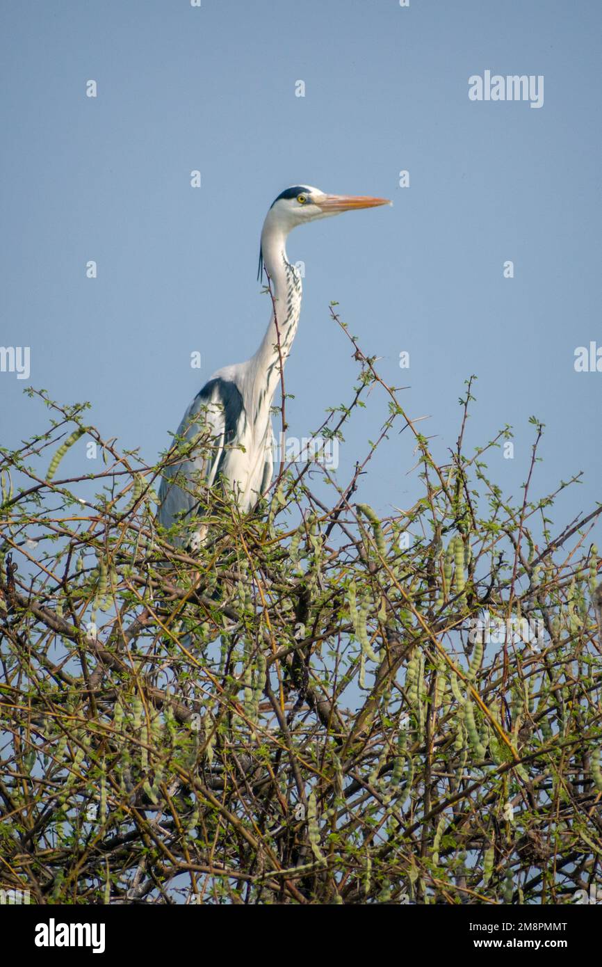 A Grey Heron sitting on a branch of a tree at Bhigwan Bird Sanctuary in ...
