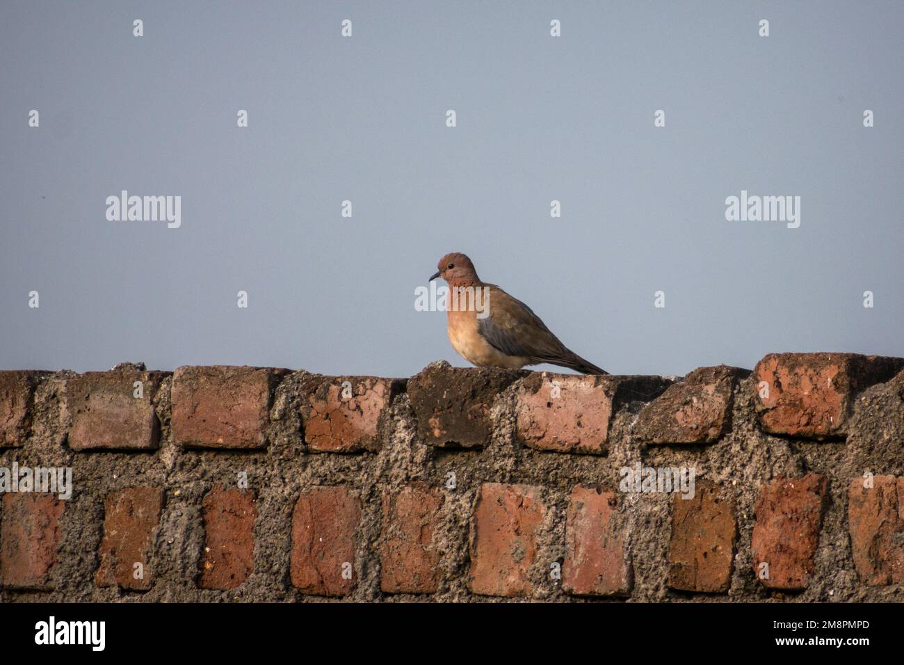 A Laughing Dove perched on a brick wall at Bhigwan Bird Sanctuary in ...