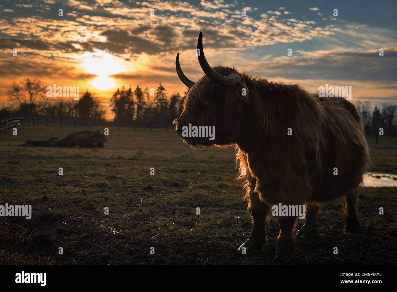 A cow grazes on a pasture at sunset Stock Photo - Alamy