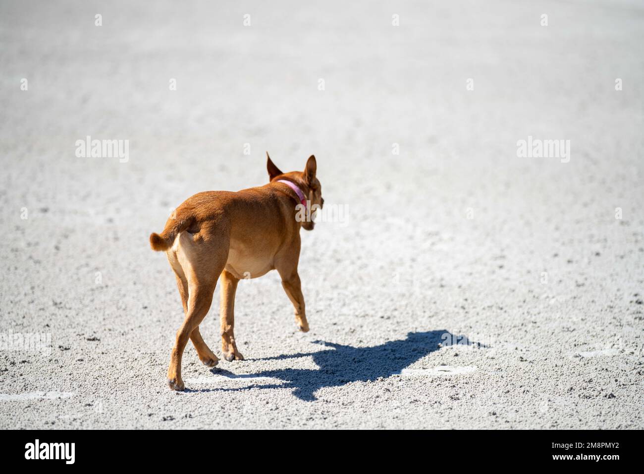 Australian dog silhouette hi-res stock photography and images - Alamy