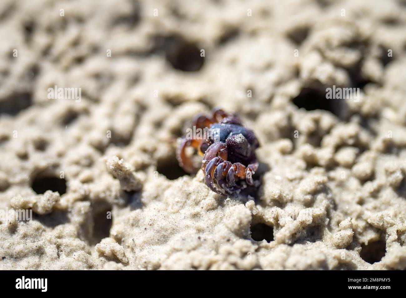 Tasmanian burrowing Southern Soldier crab on a beach close up in ...