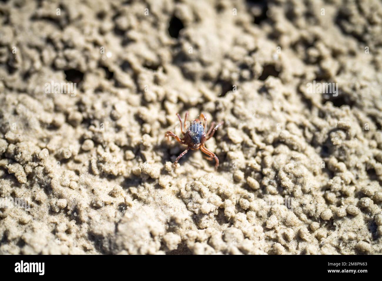 Tasmanian burrowing Southern Soldier crab on a beach close up in ...