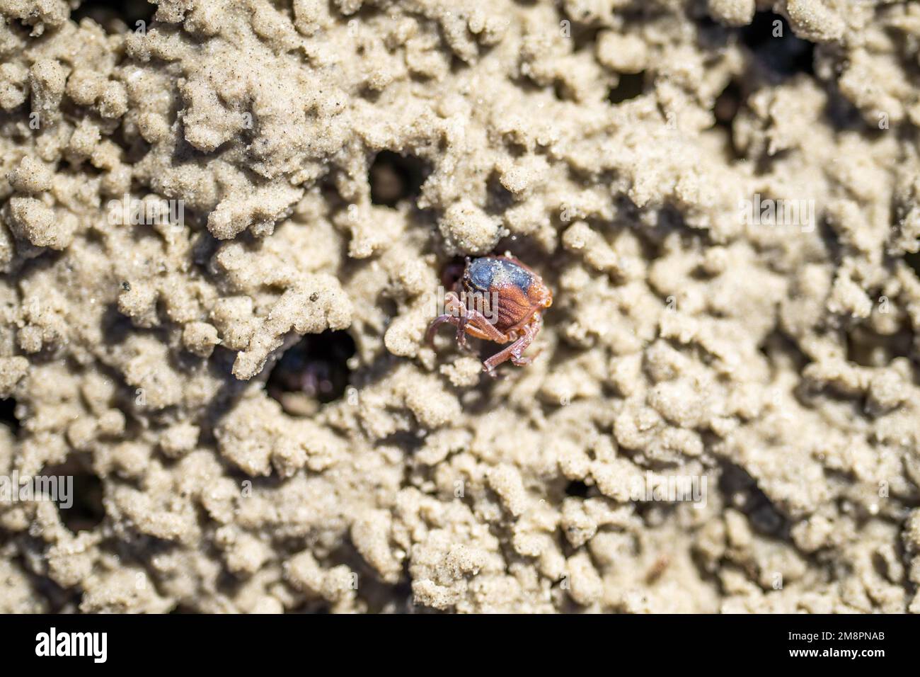 Tasmanian burrowing Southern Soldier crab on a beach close up in ...