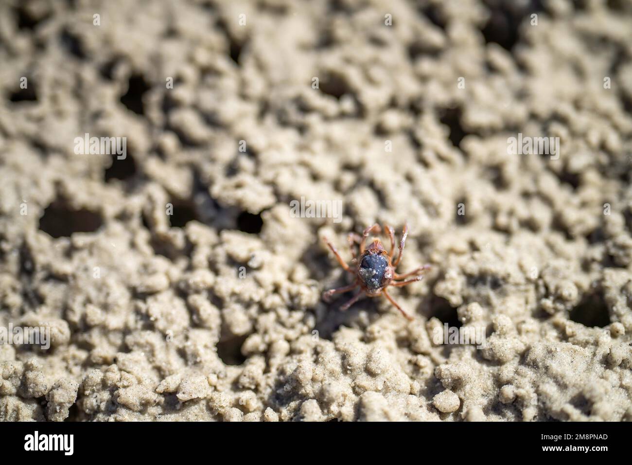 Tasmanian burrowing Southern Soldier crab on a beach close up in ...