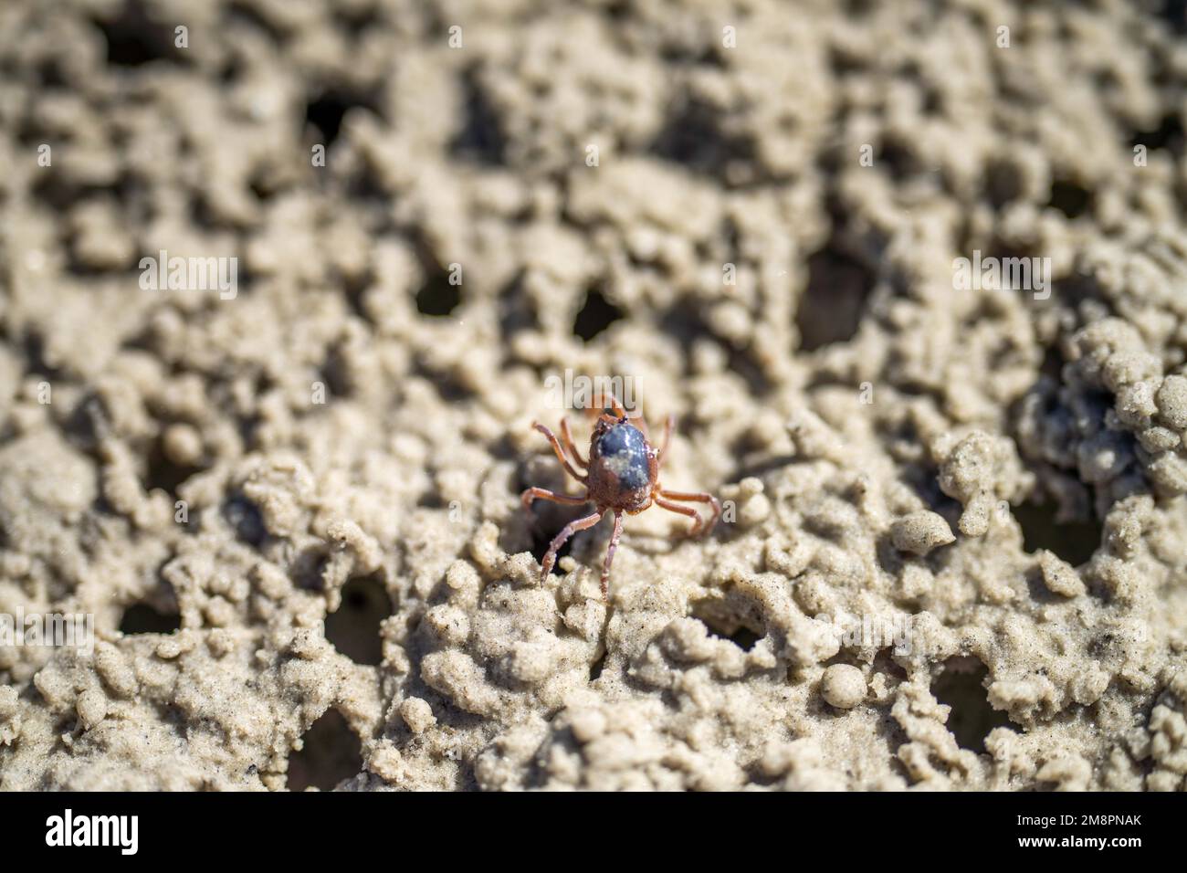 Tasmanian burrowing Southern Soldier crab on a beach close up in ...