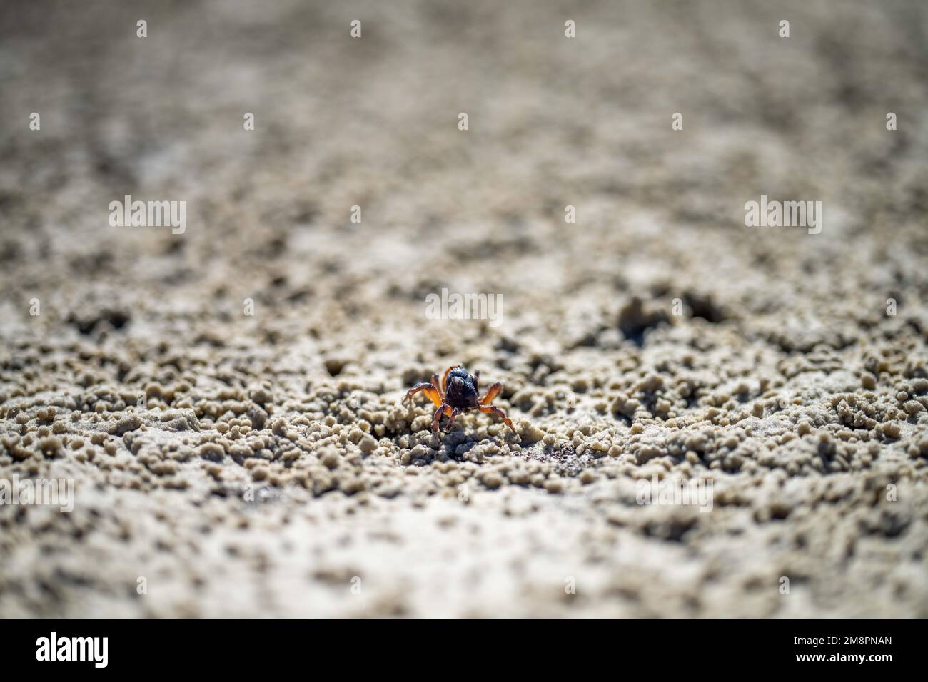 Tasmanian burrowing Southern Soldier crab on a beach close up in ...