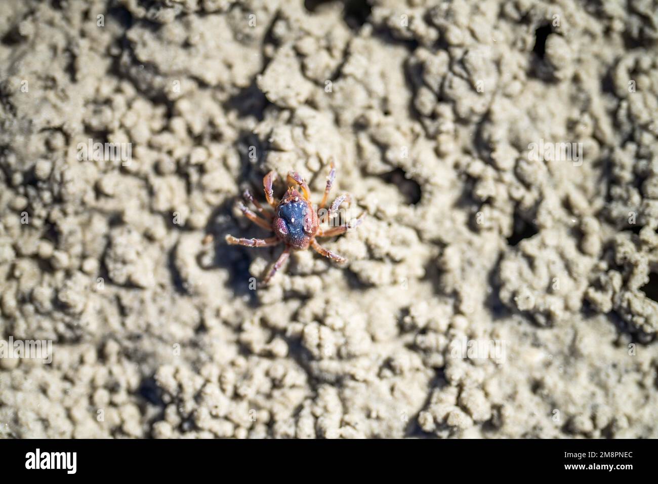 Tasmanian burrowing Southern Soldier crab on a beach close up in ...