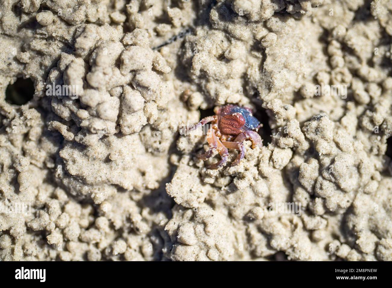 Tasmanian burrowing Southern Soldier crab on a beach close up in ...