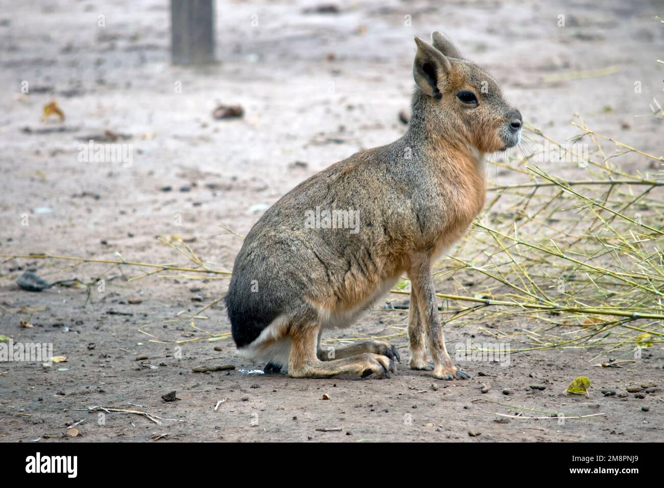 Patagonian cavies hi-res stock photography and images - Alamy