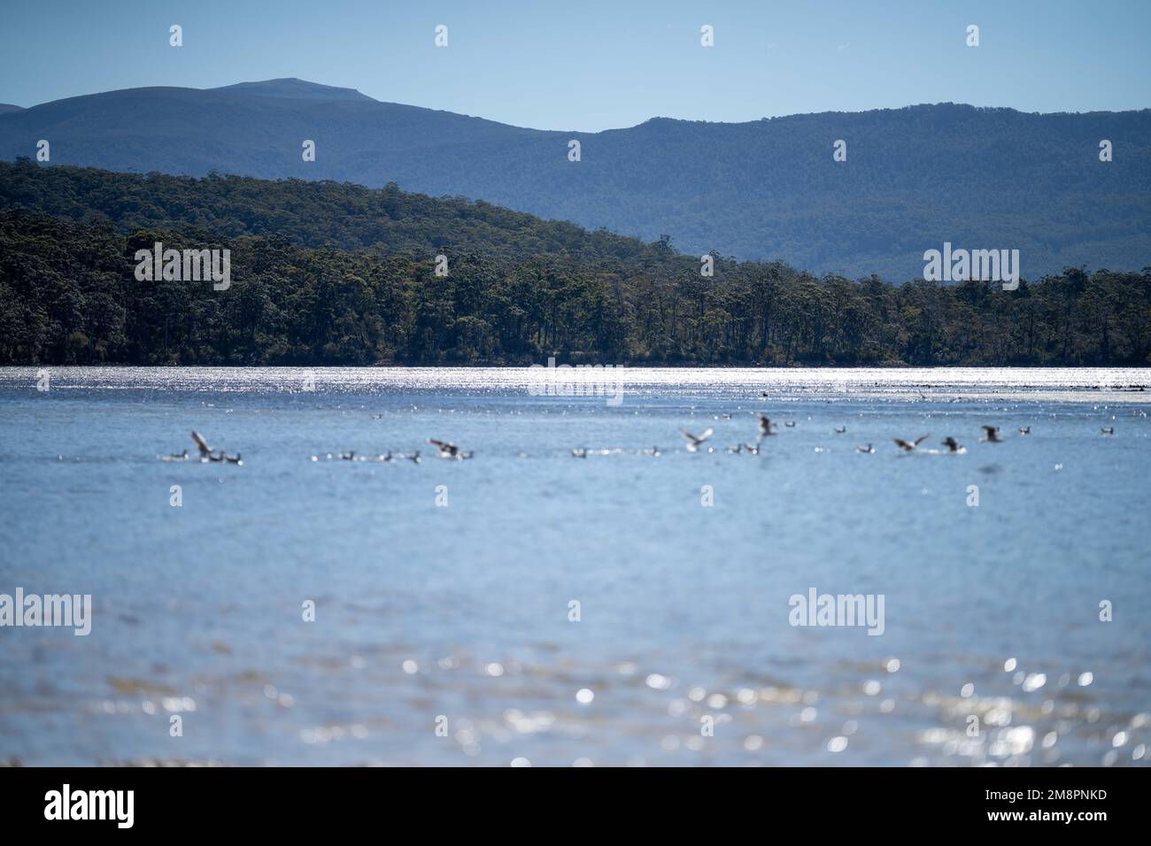 Tasmanian burrowing Southern Soldier crab on a beach close up in ...
