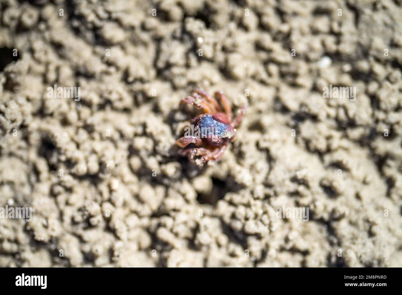 Tasmanian burrowing Southern Soldier crab on a beach close up in ...