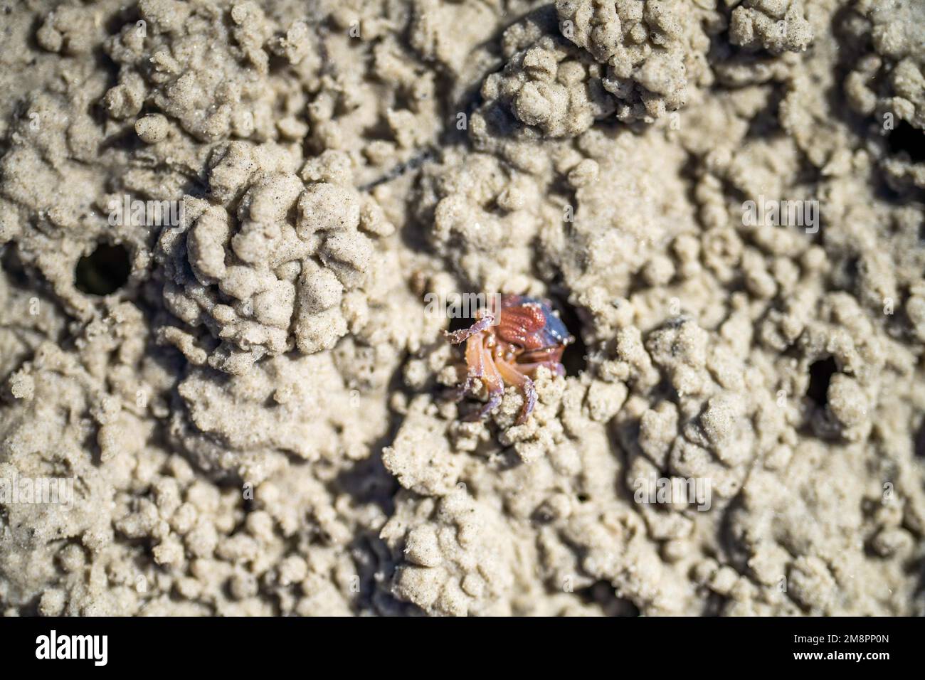 Tasmanian burrowing Southern Soldier crab on a beach close up in ...