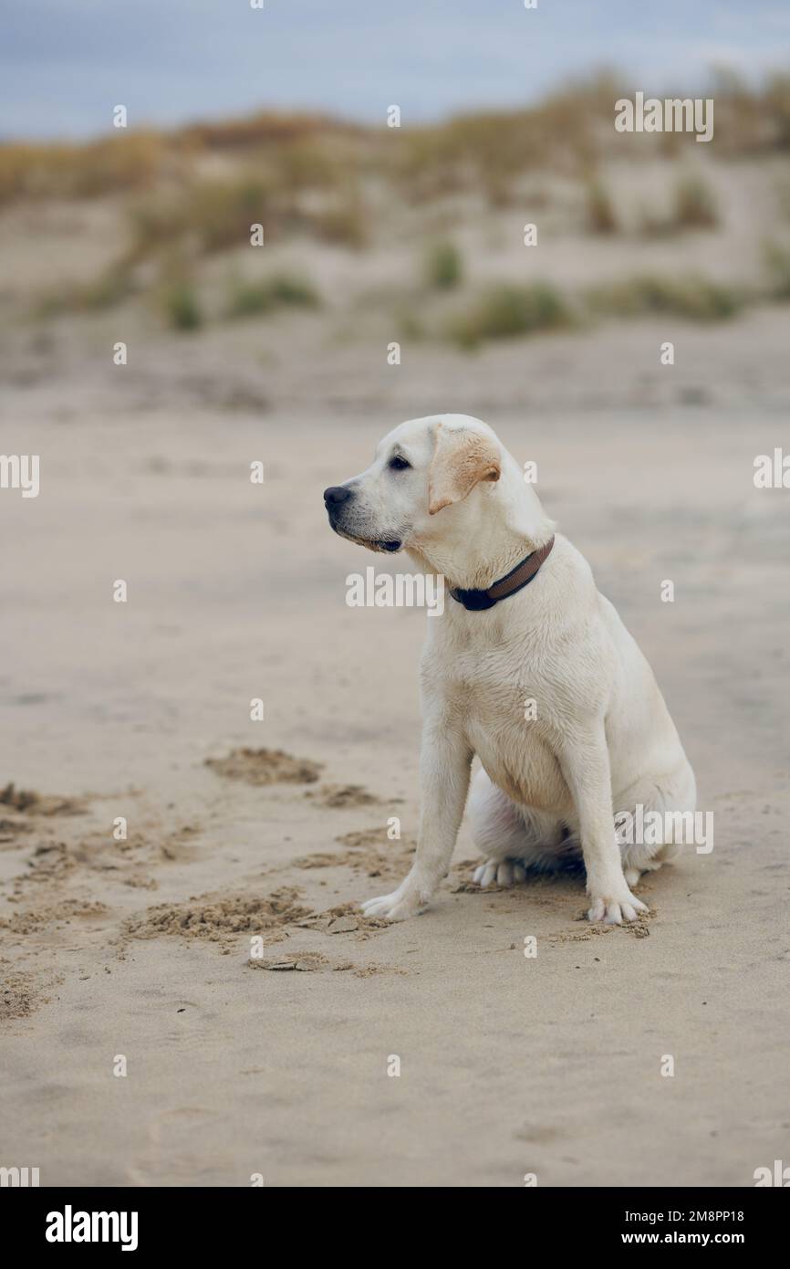Yellow Lab Sitting Profile