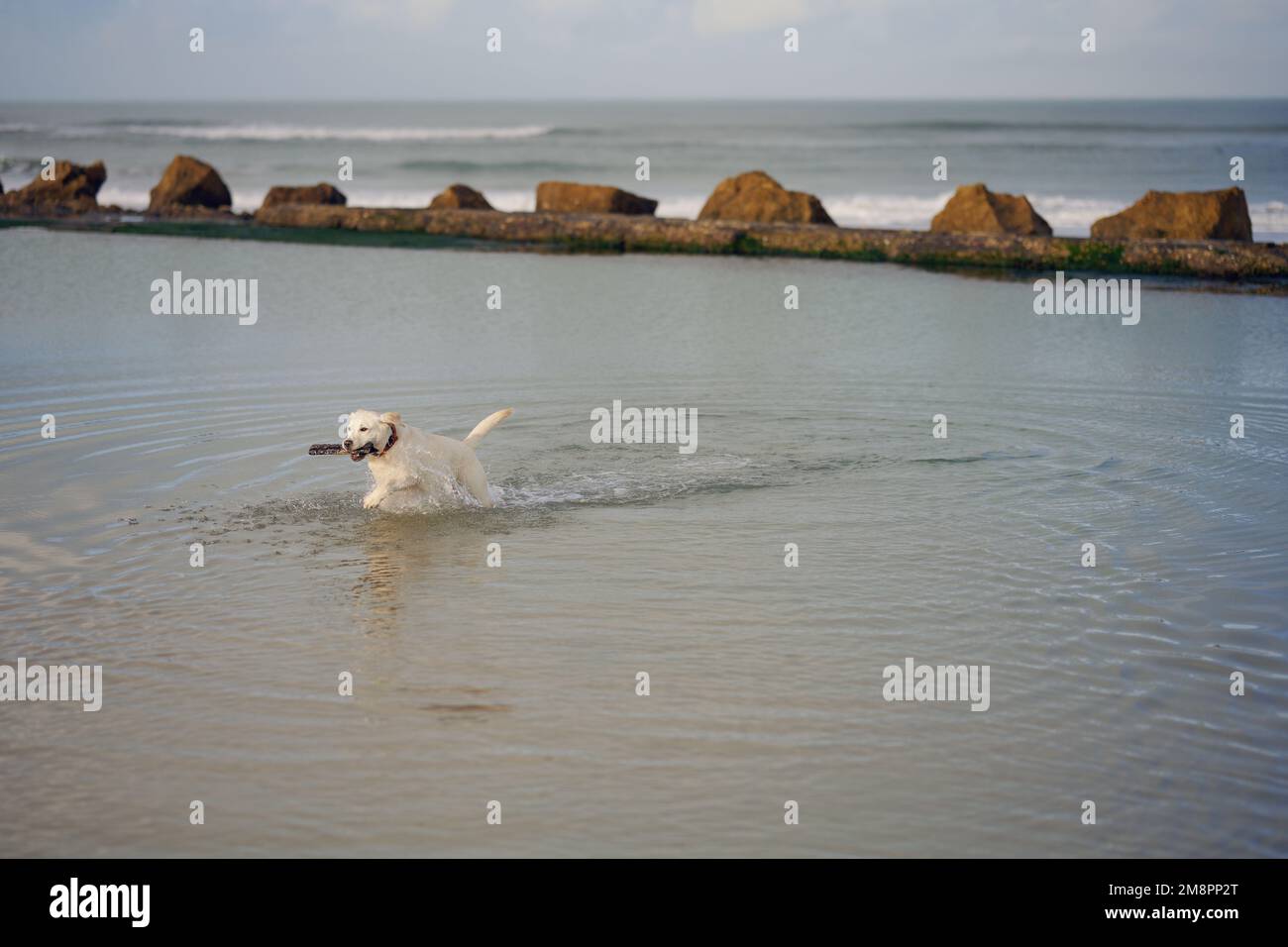 Labrador retriever dog swimming in an ocean pool carrying a piece of ...