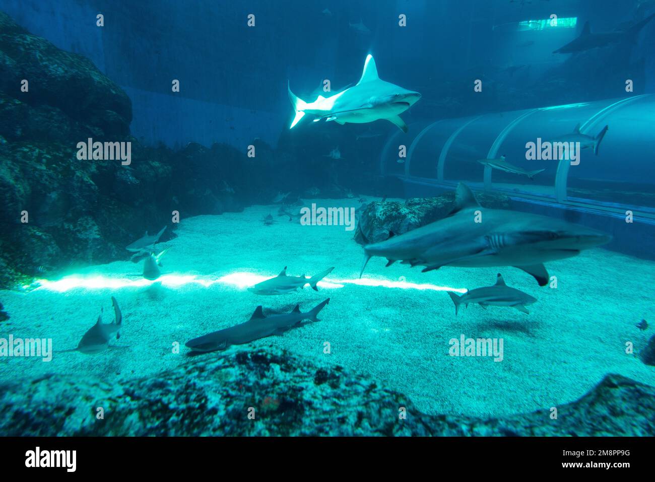 Resort world sentosa aquarium hi-res stock photography and images - Alamy