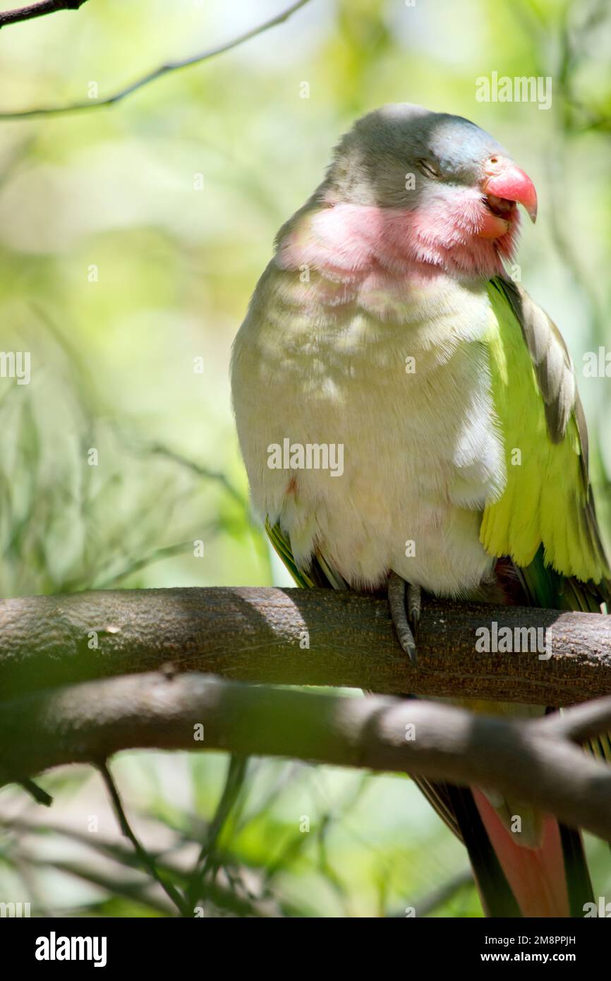 the princess parrot is a colorful bird. It has a light blue head, pink ...