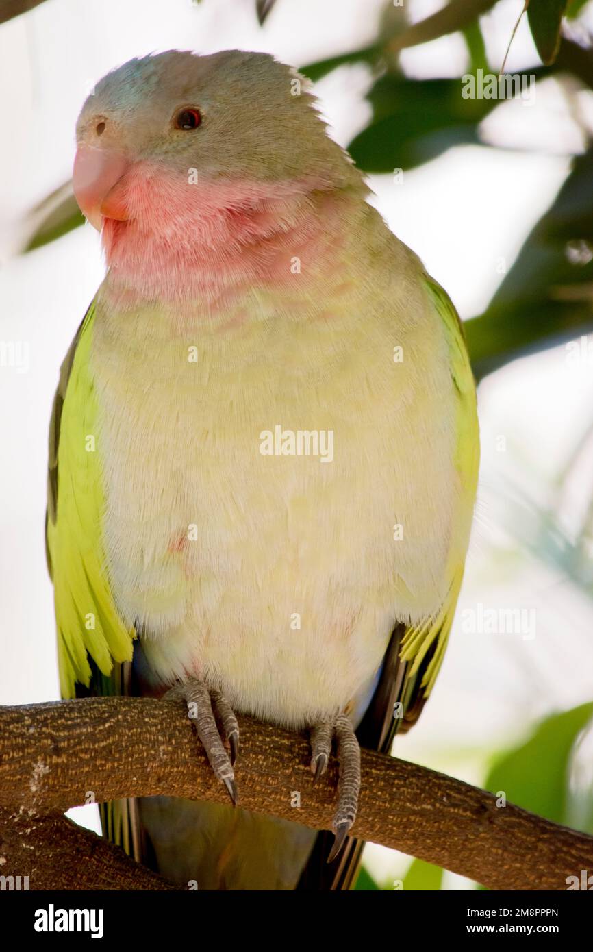 the princess parrot is a colorful bird. It has a light blue head, pink ...