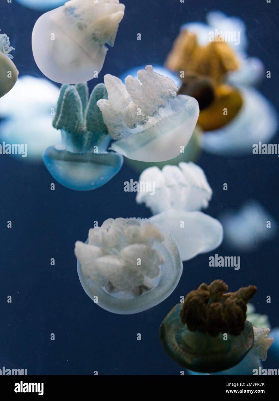 Resort world sentosa aquarium hi-res stock photography and images - Alamy