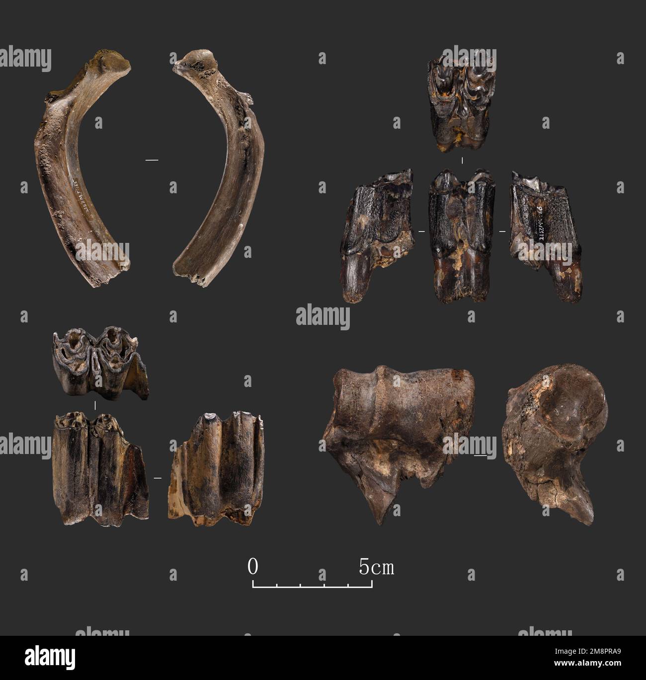 Evidence of prehistoric activity hi-res stock photography and images ...