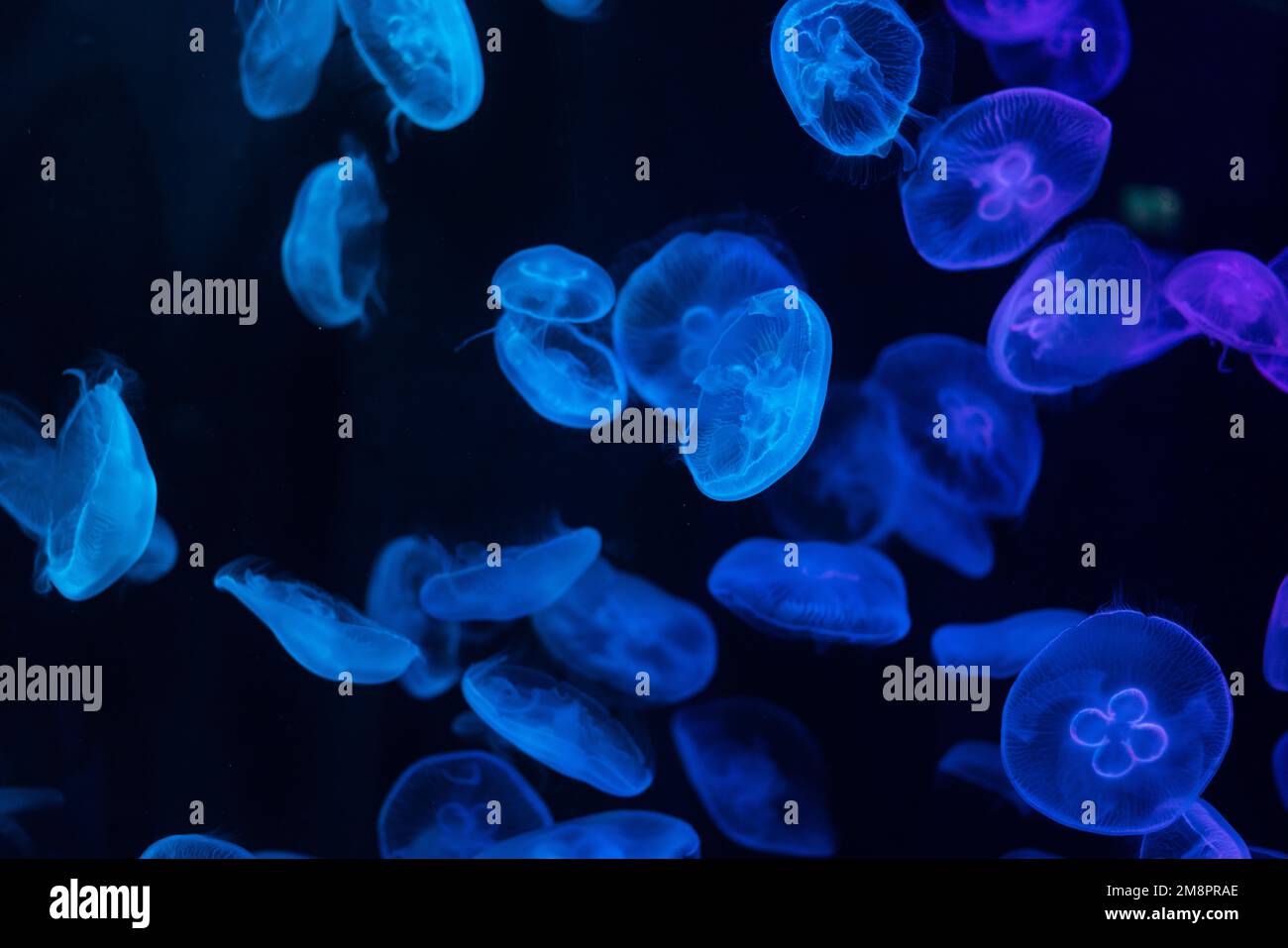 Singapore sentosa aquarium Stock Photo - Alamy