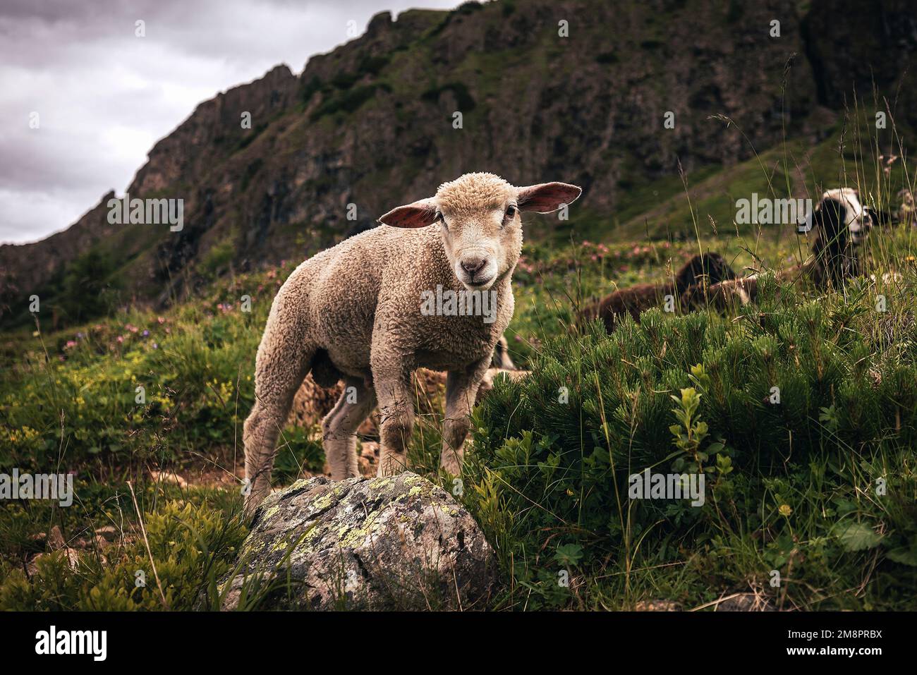 Sheep in austria hi-res stock photography and images - Alamy