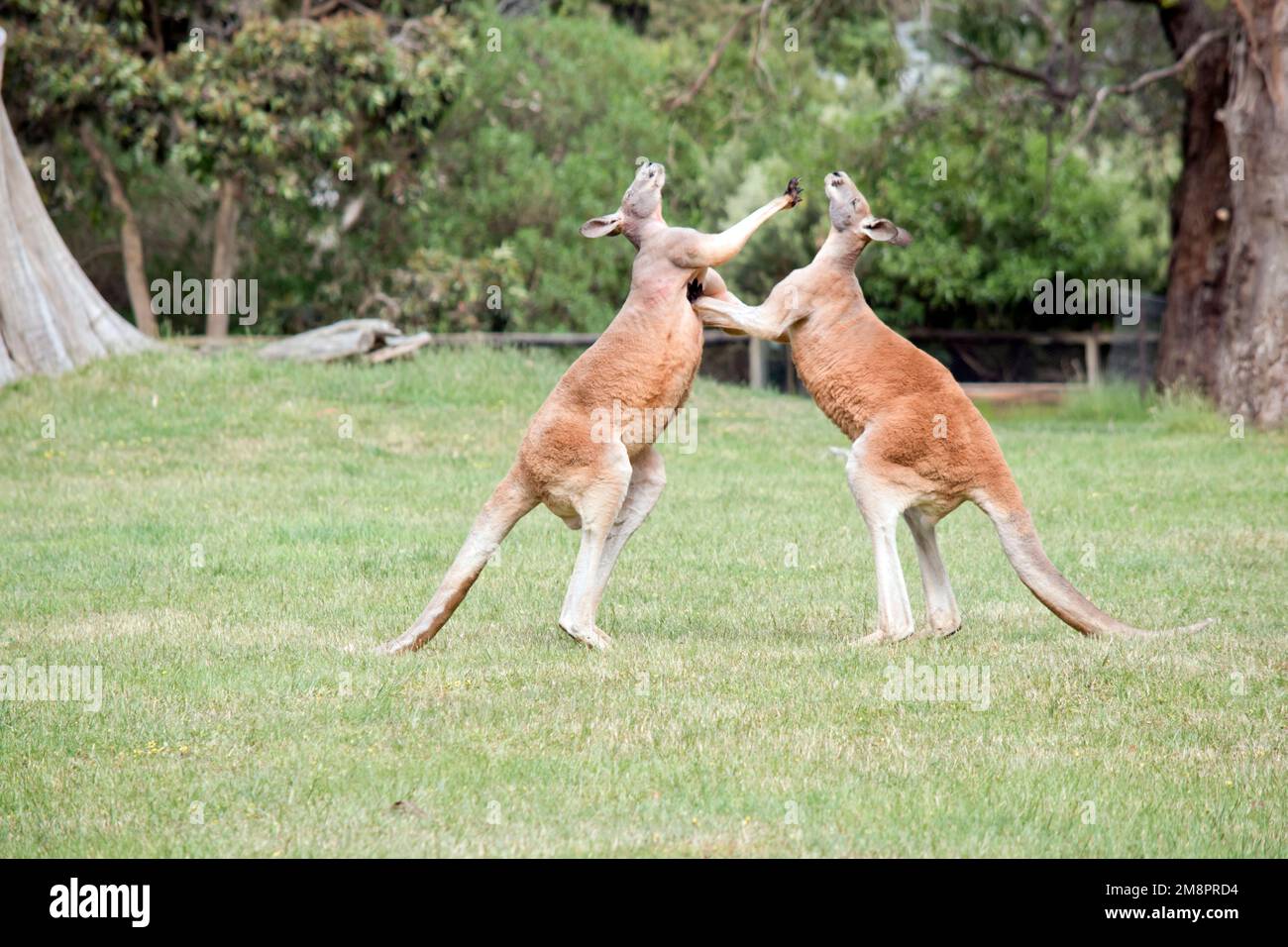 the two male kangaroos are fighting over who will end up mating with ...