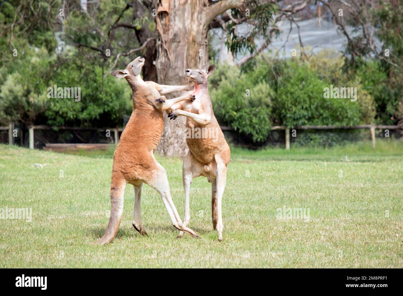 the two male kangaroos are fighting over who will end up mating with ...