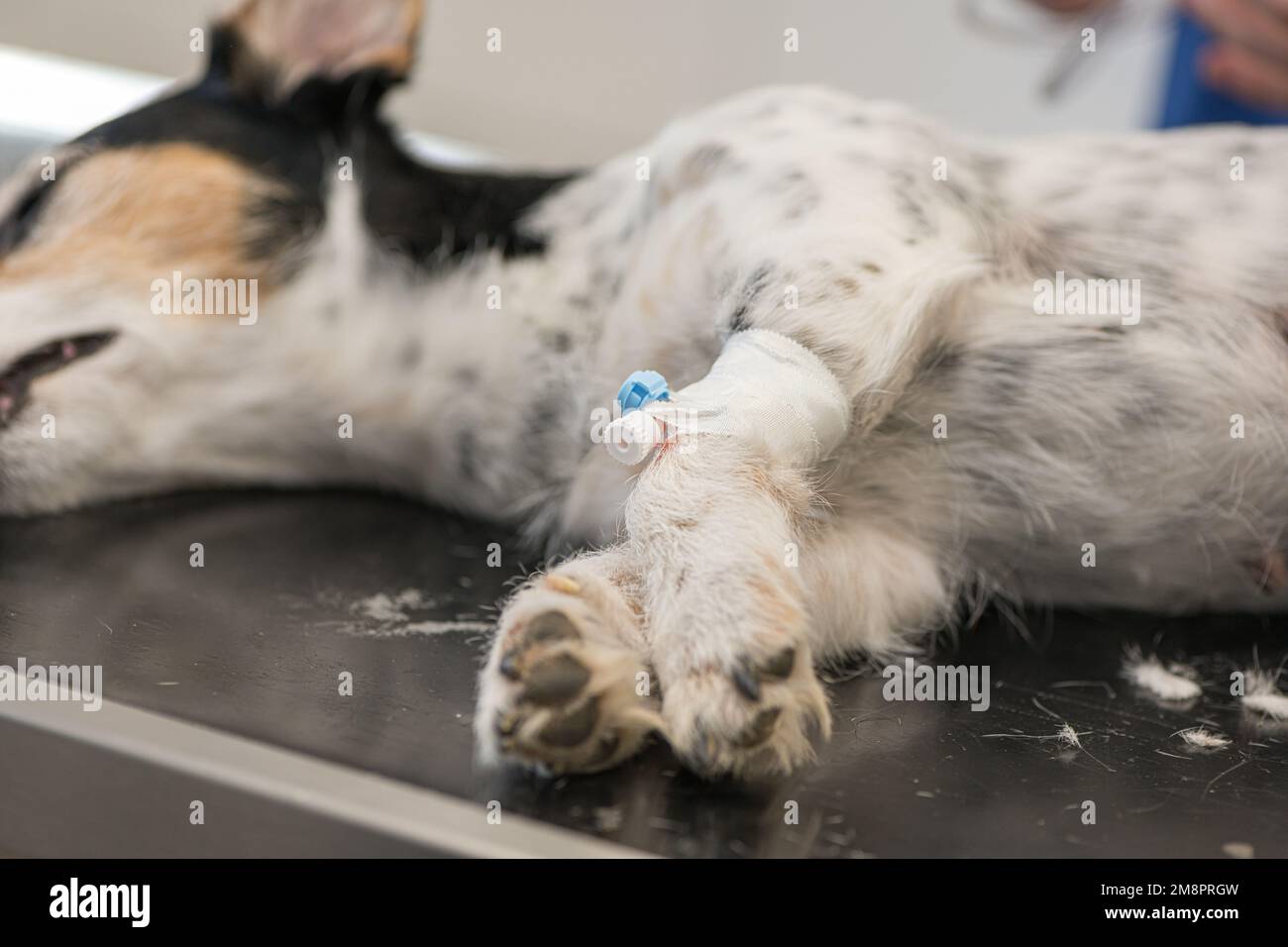 small sick jack russell terrier dog at the vet. Veterinarian prepares ...