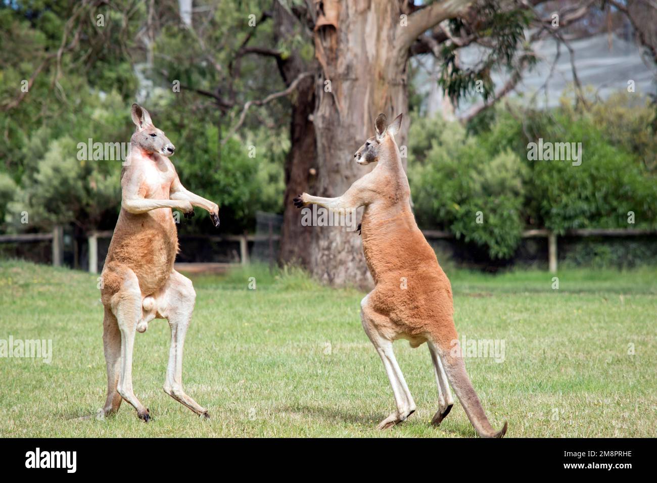 the two male kangaroos are fighting over who will end up mating with ...