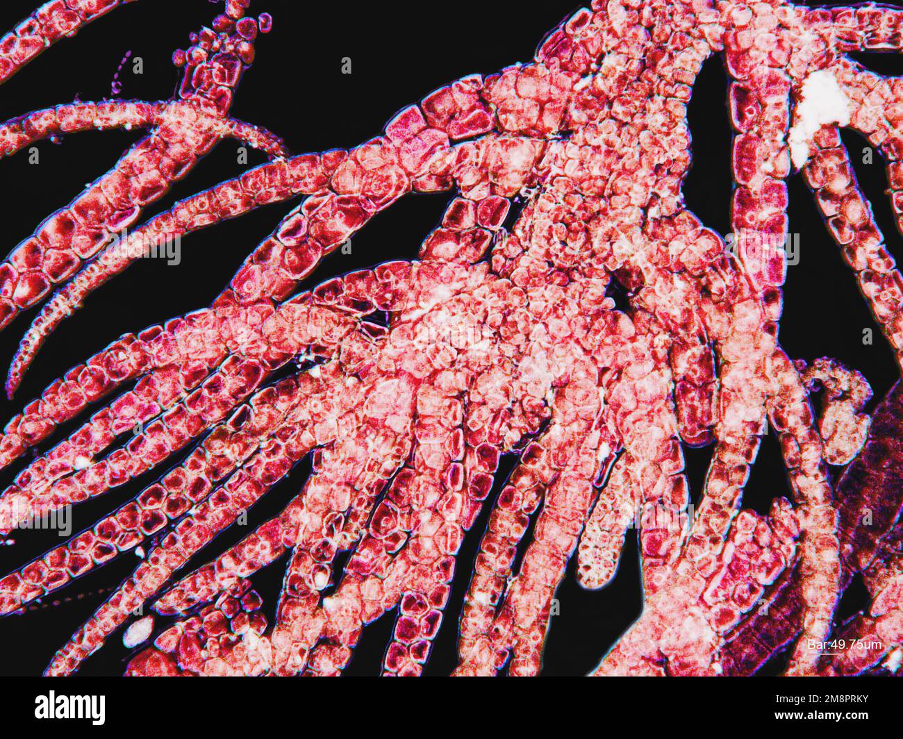 Red algae under microscopic view, dark background Stock Photo - Alamy