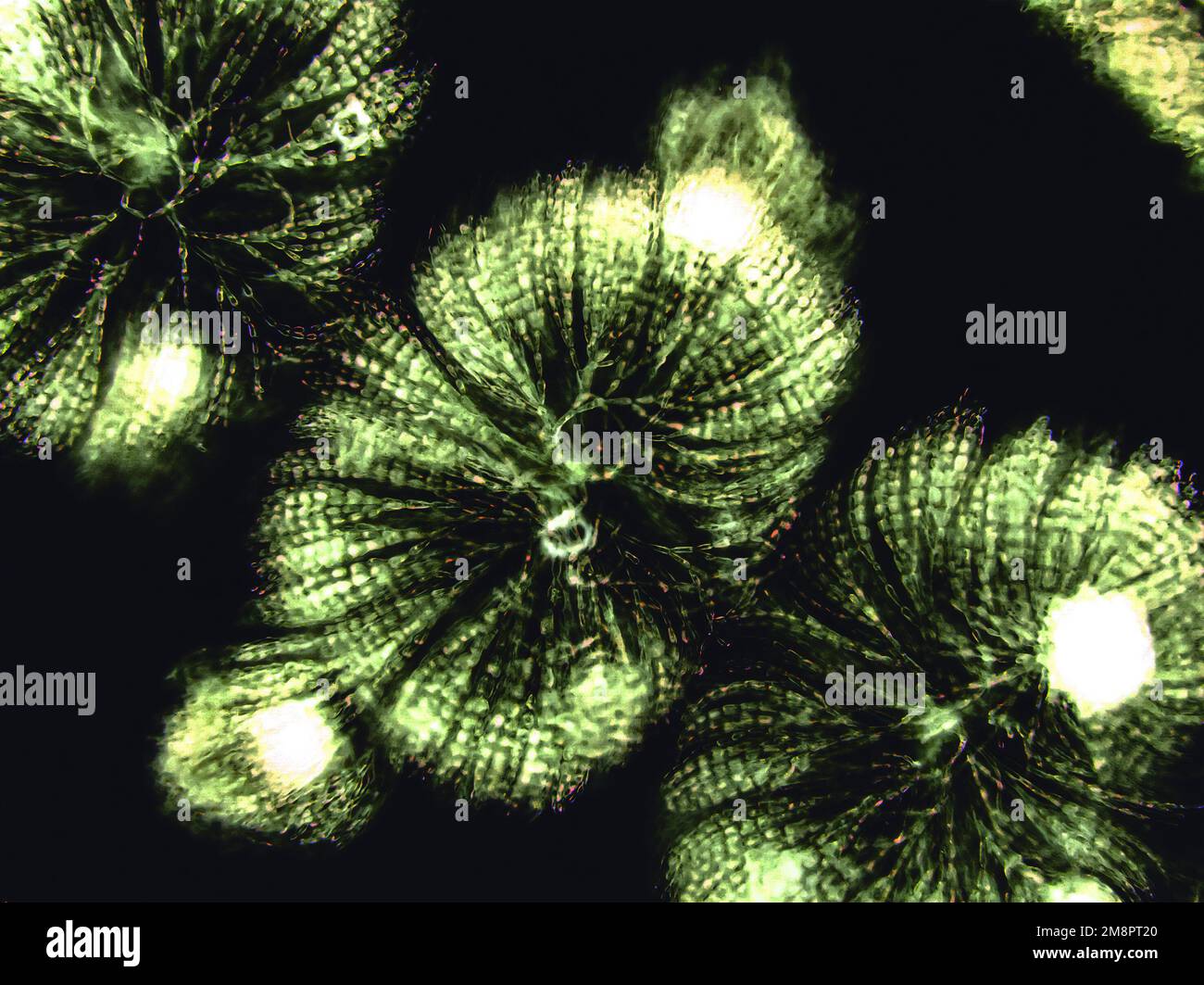 Batrachospermum sp. algae under microscopic view, genus of freshwater ...