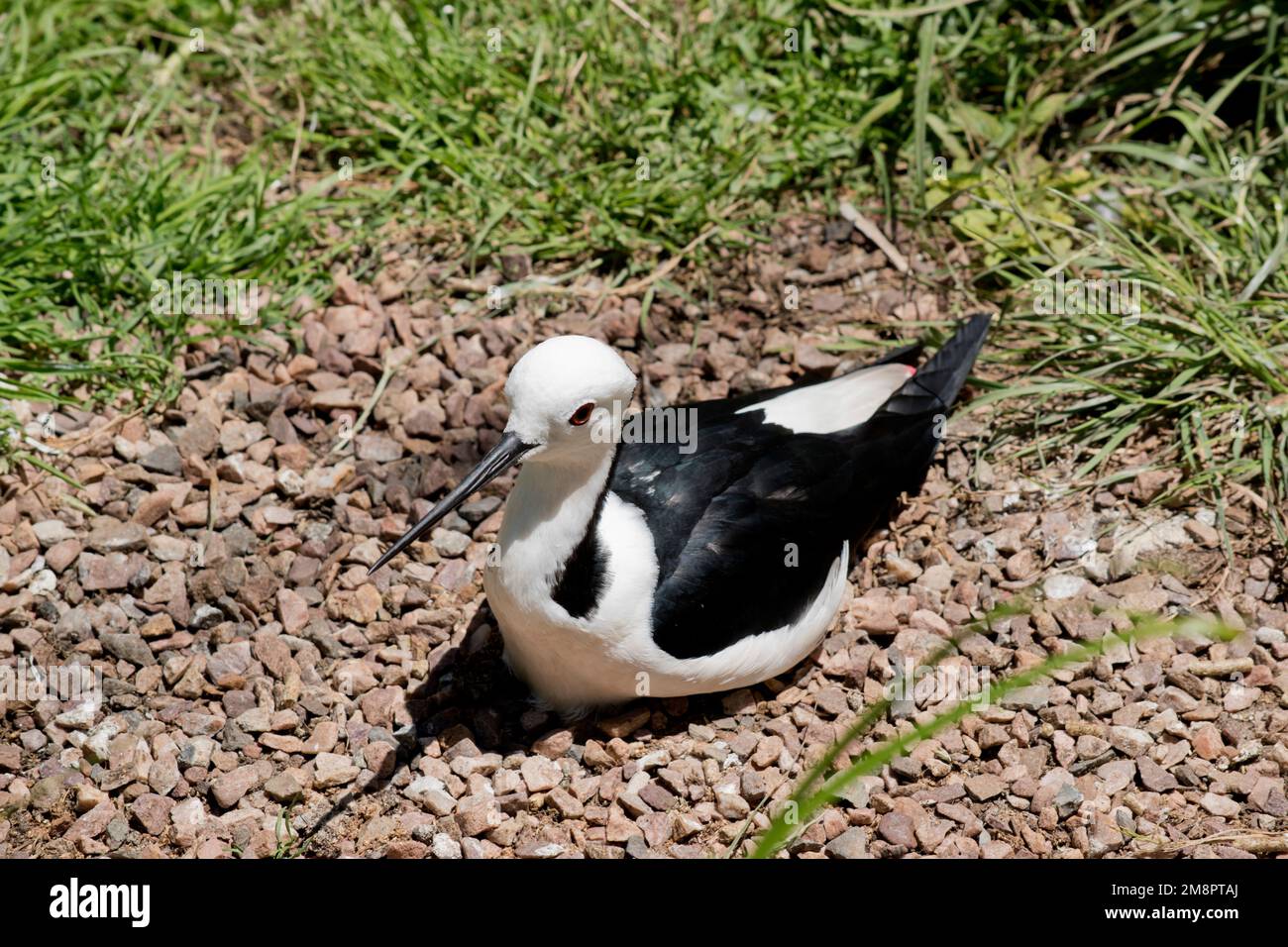 the black winged stilt has a white head and chest with black wings and ...