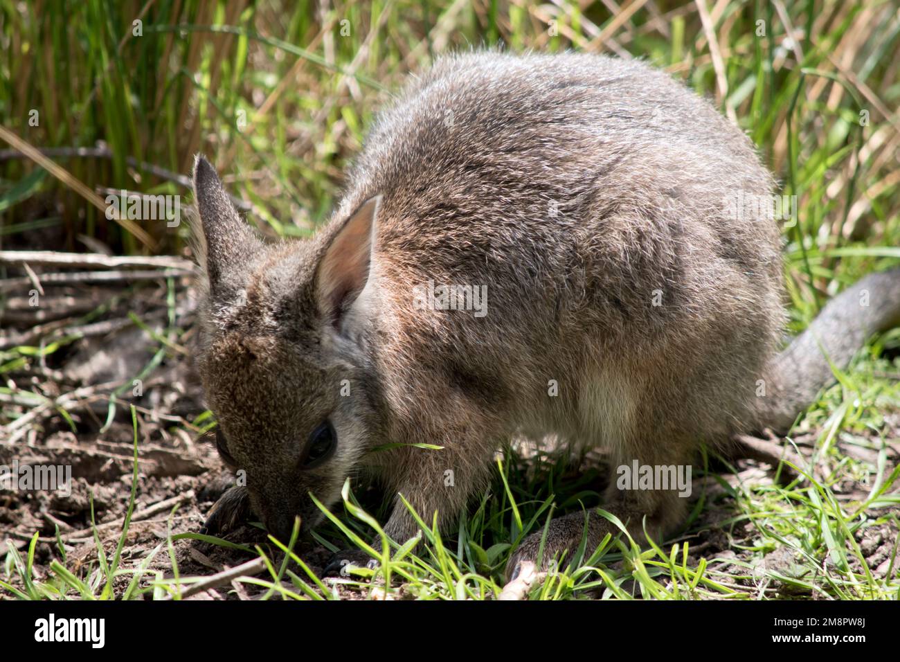 Wallaby Food