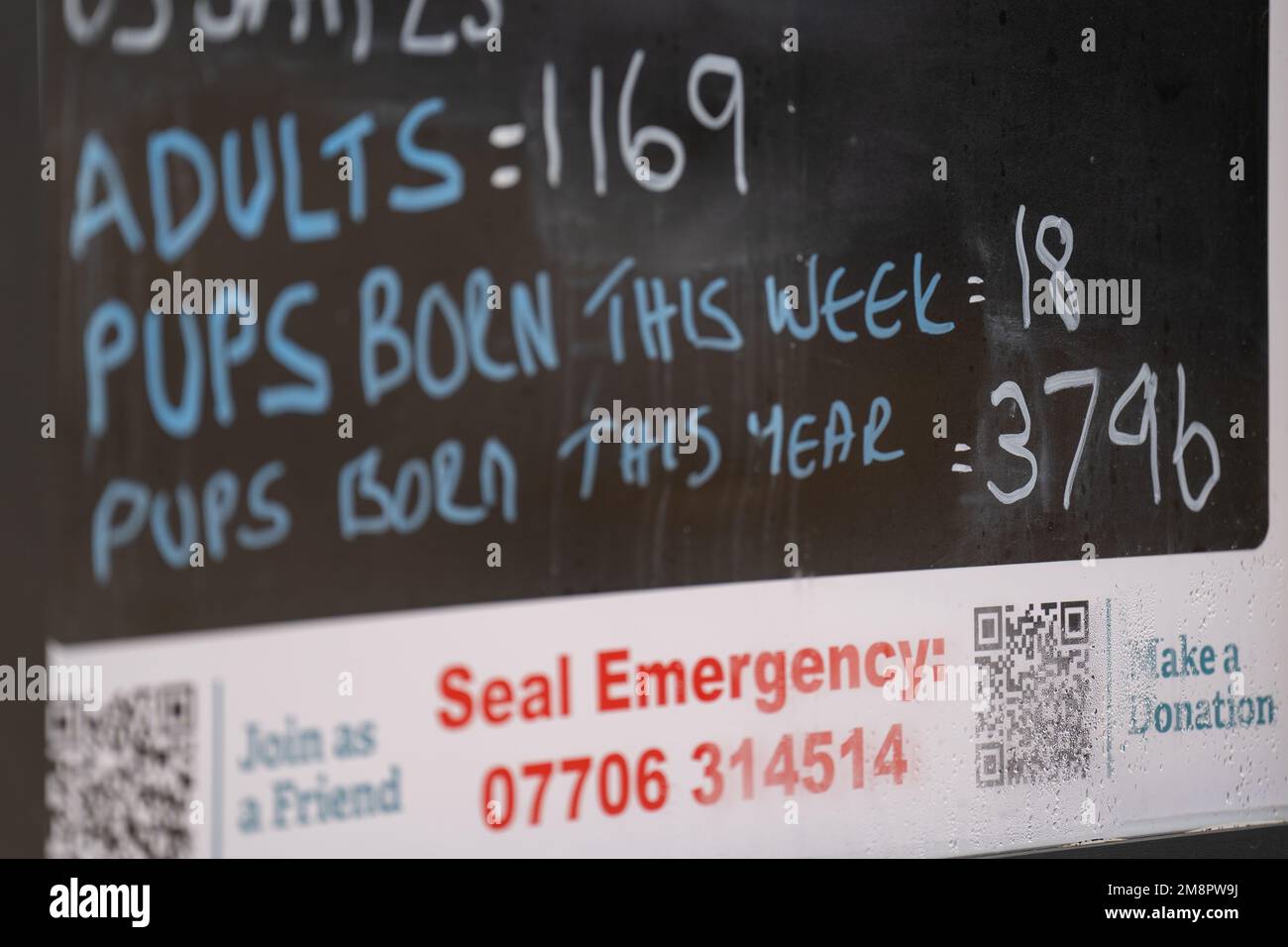 A board showing the seal count at Horsey in Norfolk, as the pupping ...