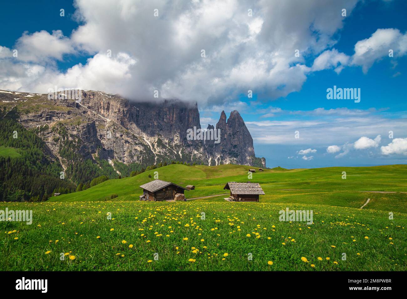 Beautiful alpine destination with yellow dandelion flowers on the green ...