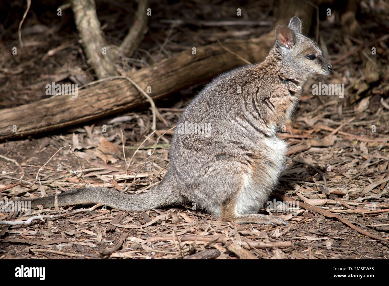 The tammar wallaby has a grey back and tan arms with a white face ...