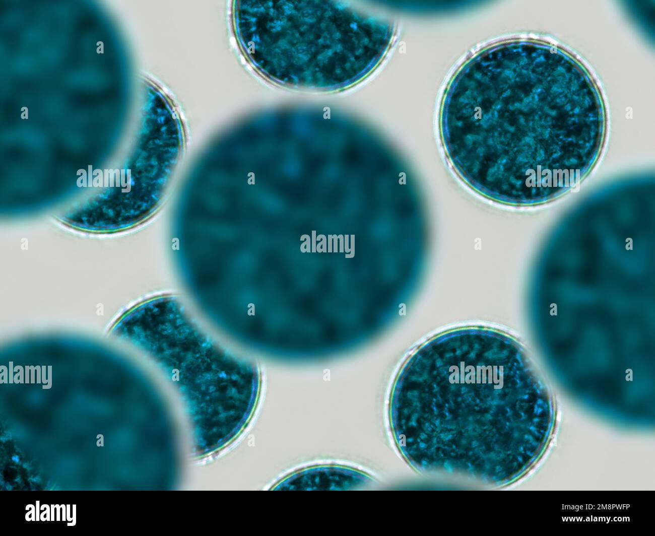 Blue cells, microscopic particles. Molecules, molecular cell. Close up ...