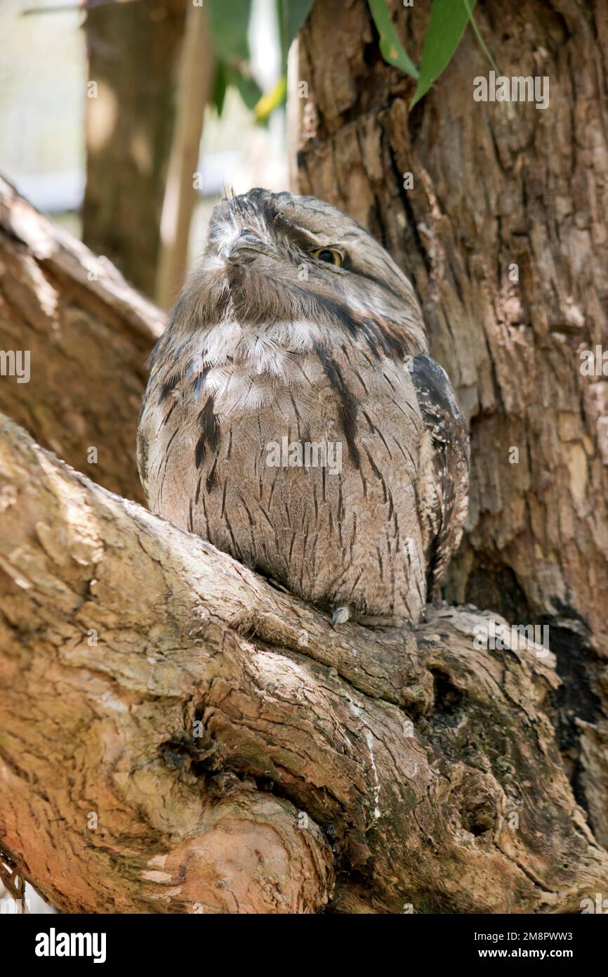 the tawny frogmouth plumage is mottled grey, white, black and rufous ...