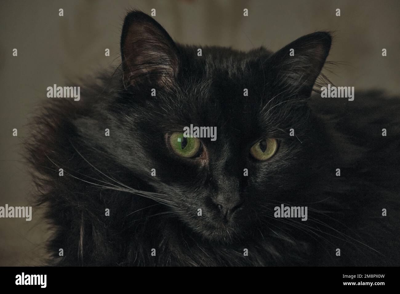 Funny beautiful cute black cat hiding on the sofa Stock Photo - Alamy