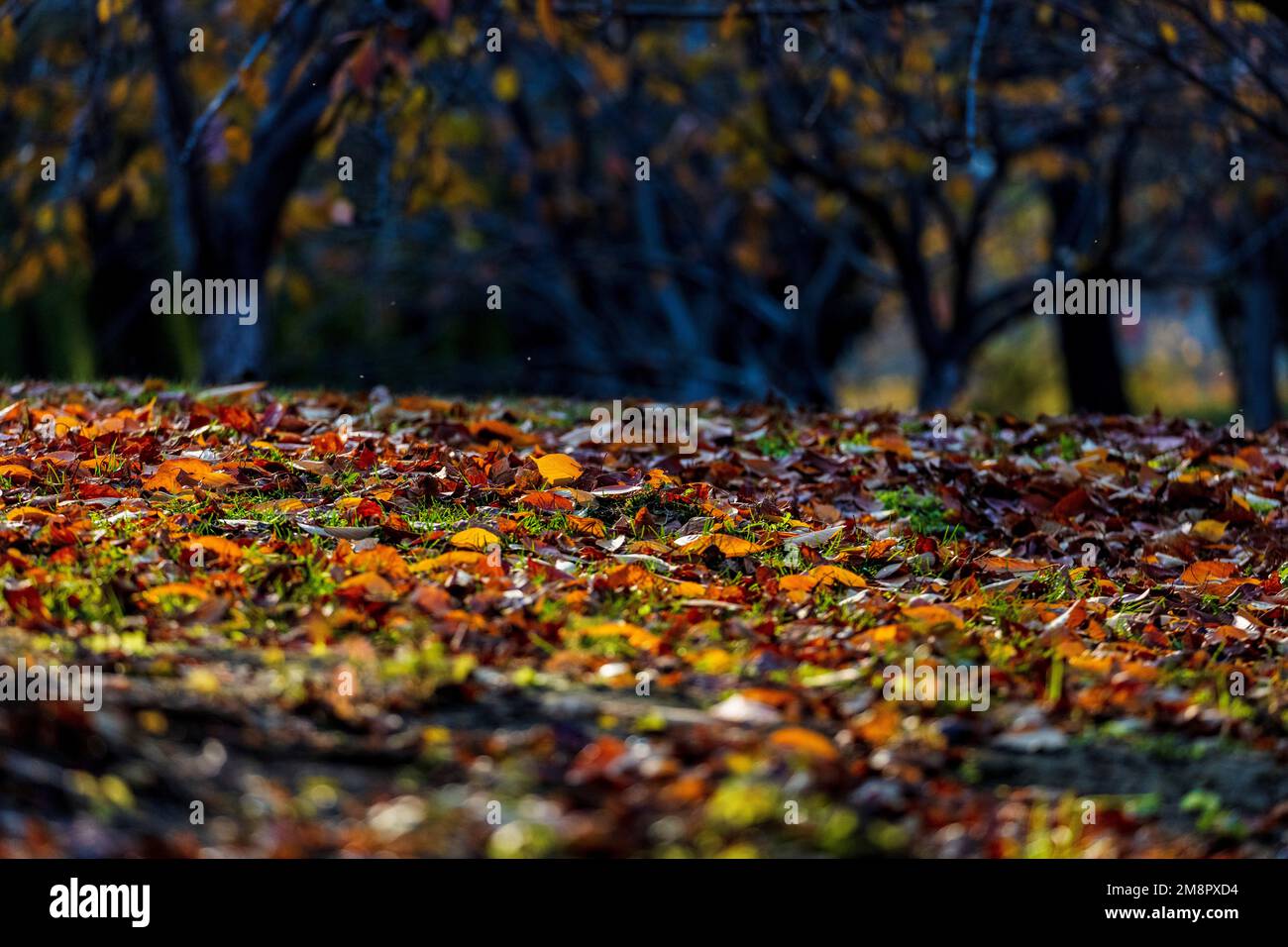 Beijing yuyuantan scenery hi-res stock photography and images - Alamy