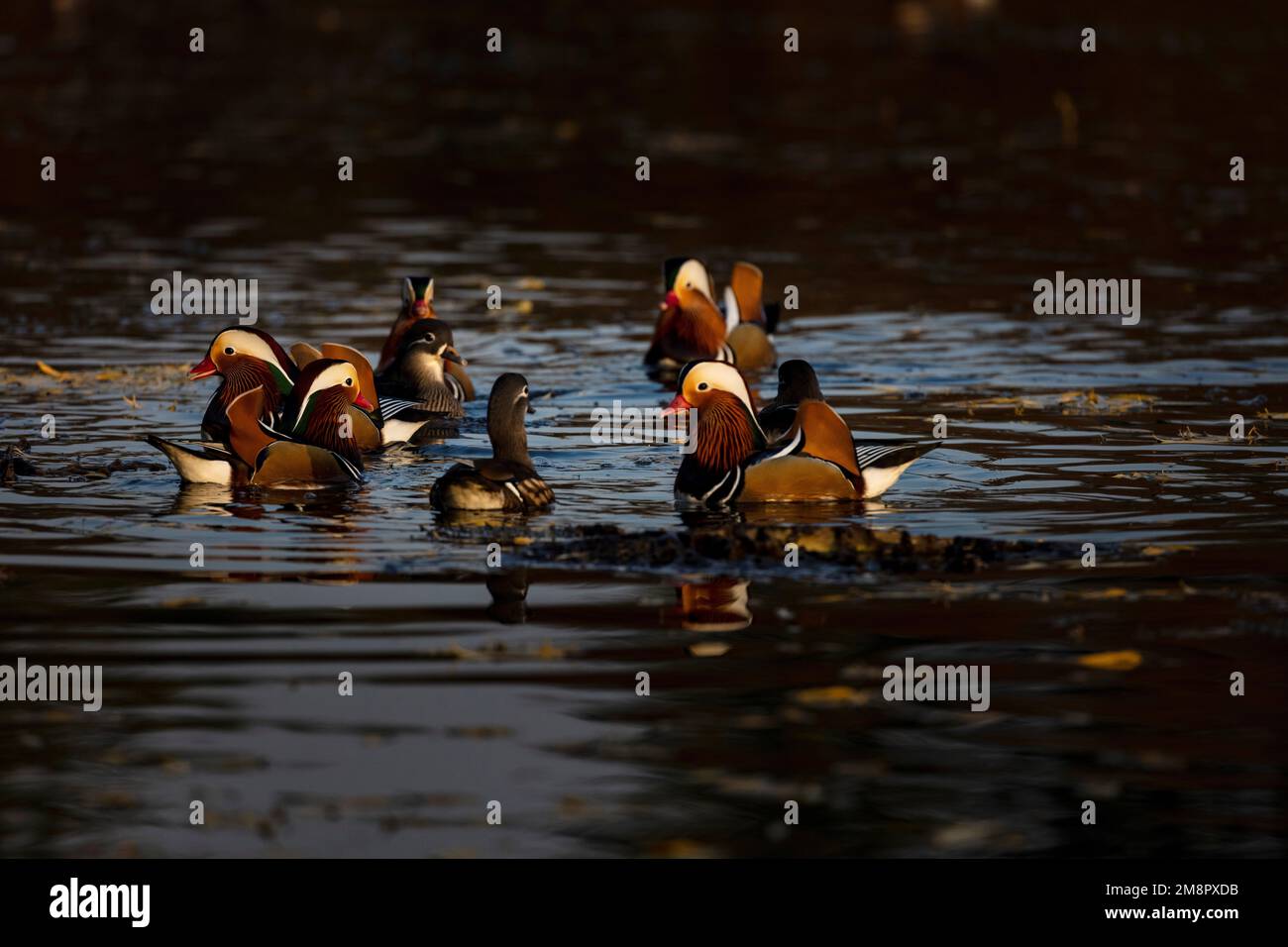 Yuyuantan park beijing park hi-res stock photography and images - Alamy