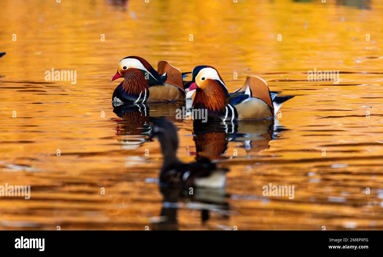 Beijing yuyuantan functioned Stock Photo - Alamy