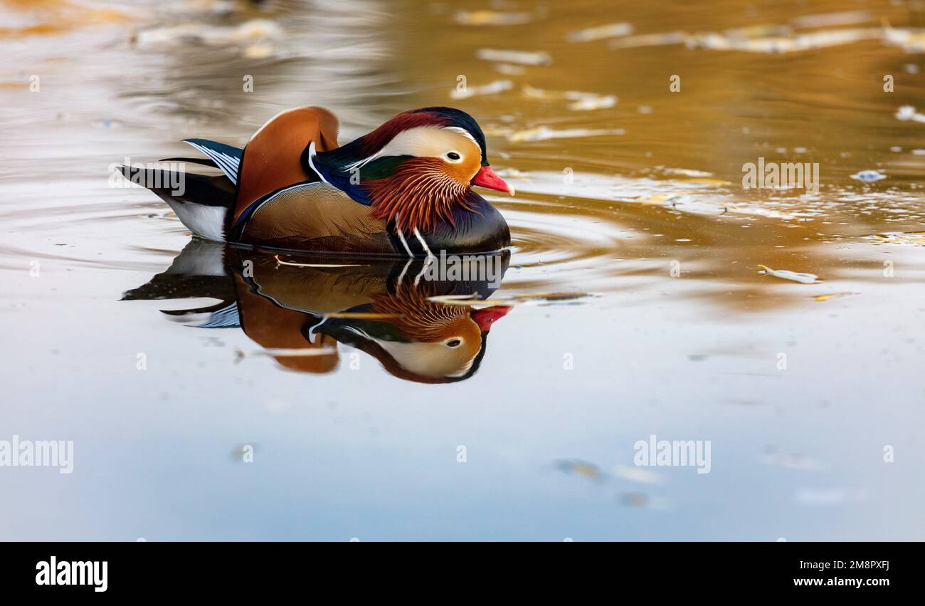 Beijing yuyuantan functioned Stock Photo - Alamy