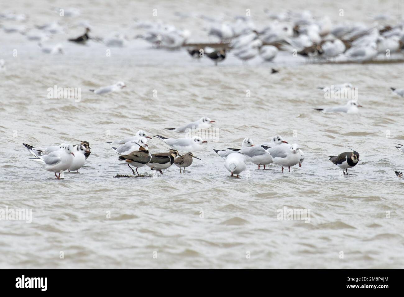 Black headed lapwing hi-res stock photography and images - Alamy