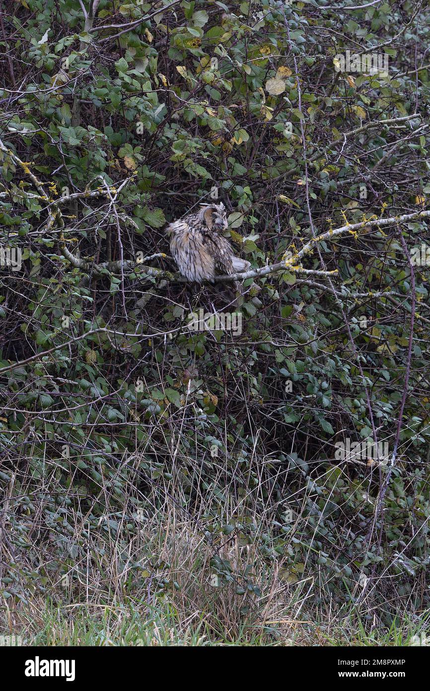 Long-eared Owl (Asio otus) Norfolk UK GB January 2023 Stock Photo - Alamy